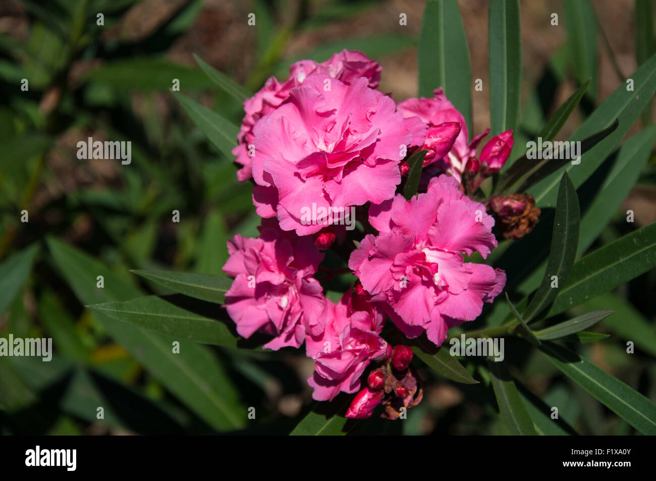 Nerium oleander bild -Fotos und -Bildmaterial in hoher Auflösung – Alamy