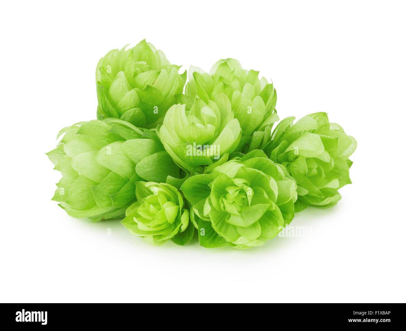 Hopfen Hintergrund Stockfotos und -bilder Kaufen - Alamy