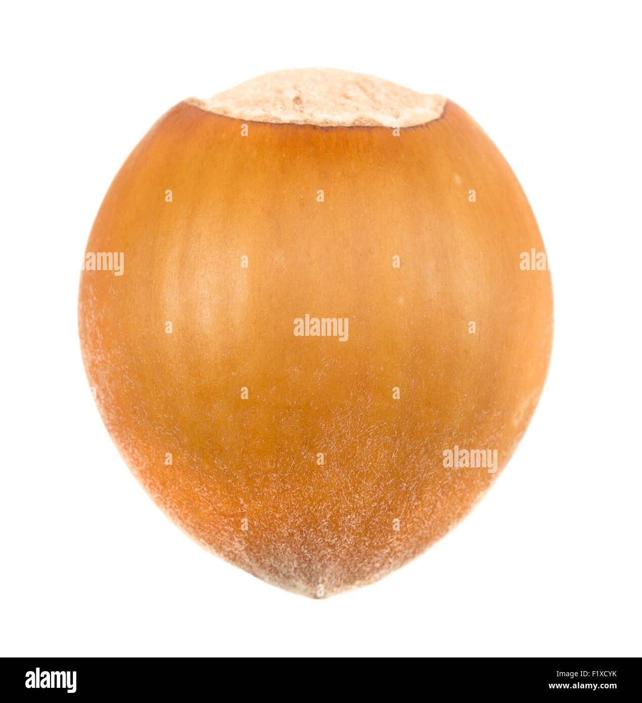 Wald-Nuss auf weißem Hintergrund Stockfotografie - Alamy