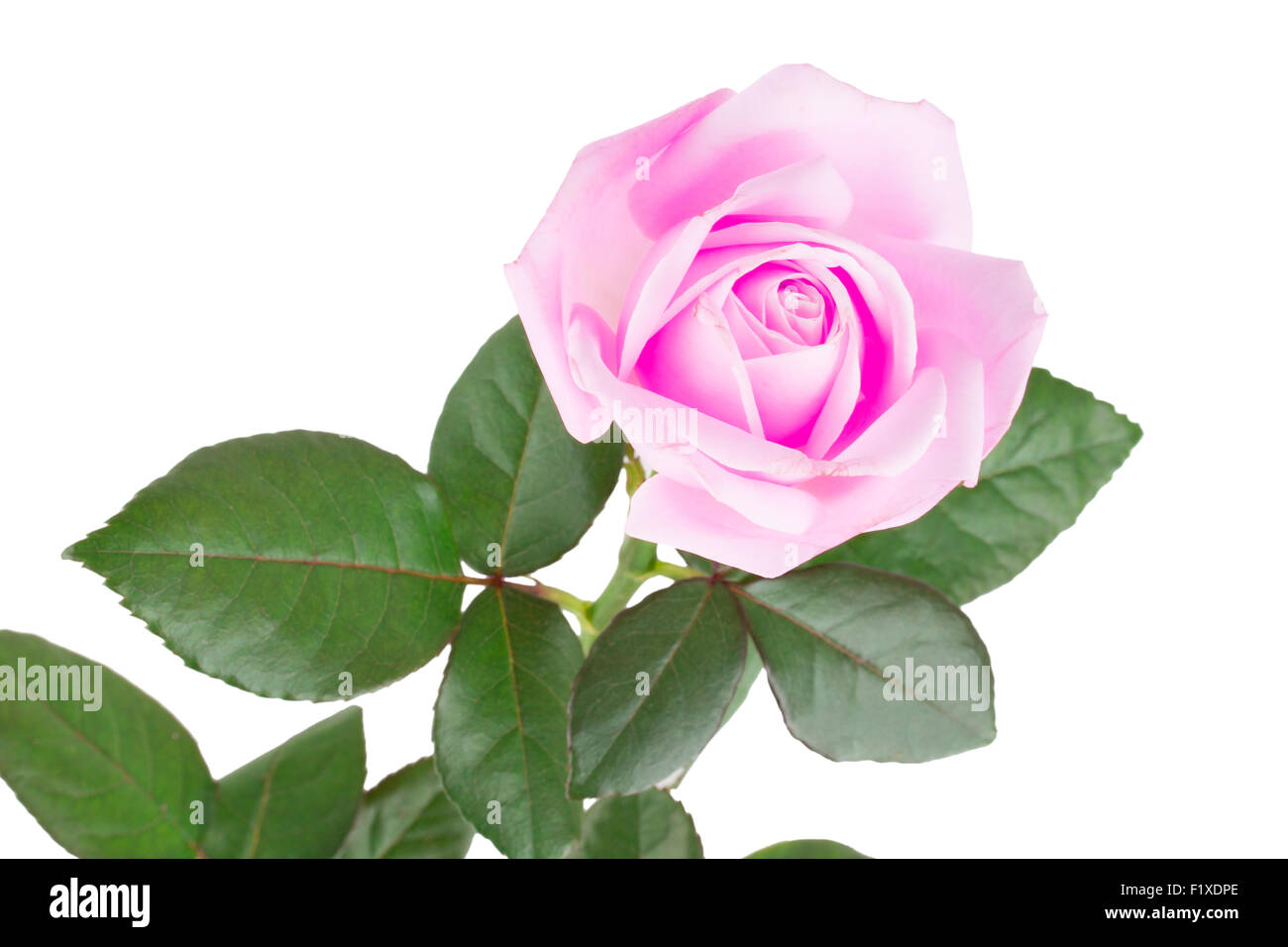 Rosane rose -Fotos und -Bildmaterial in hoher Auflösung – Alamy