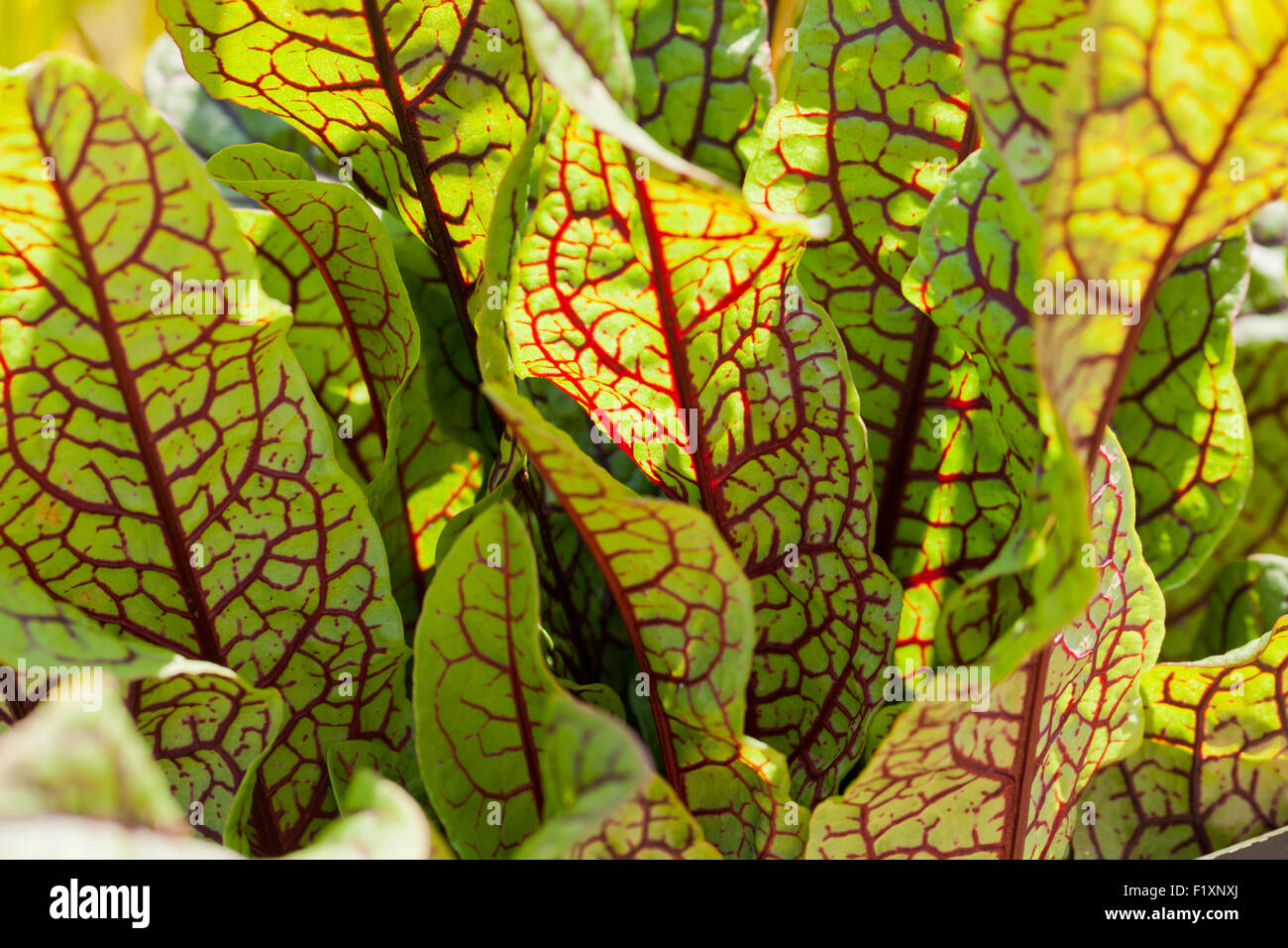 Sauerampfer aka Garten Sauerampfer (Rumex liegen Stockfotografie - Alamy