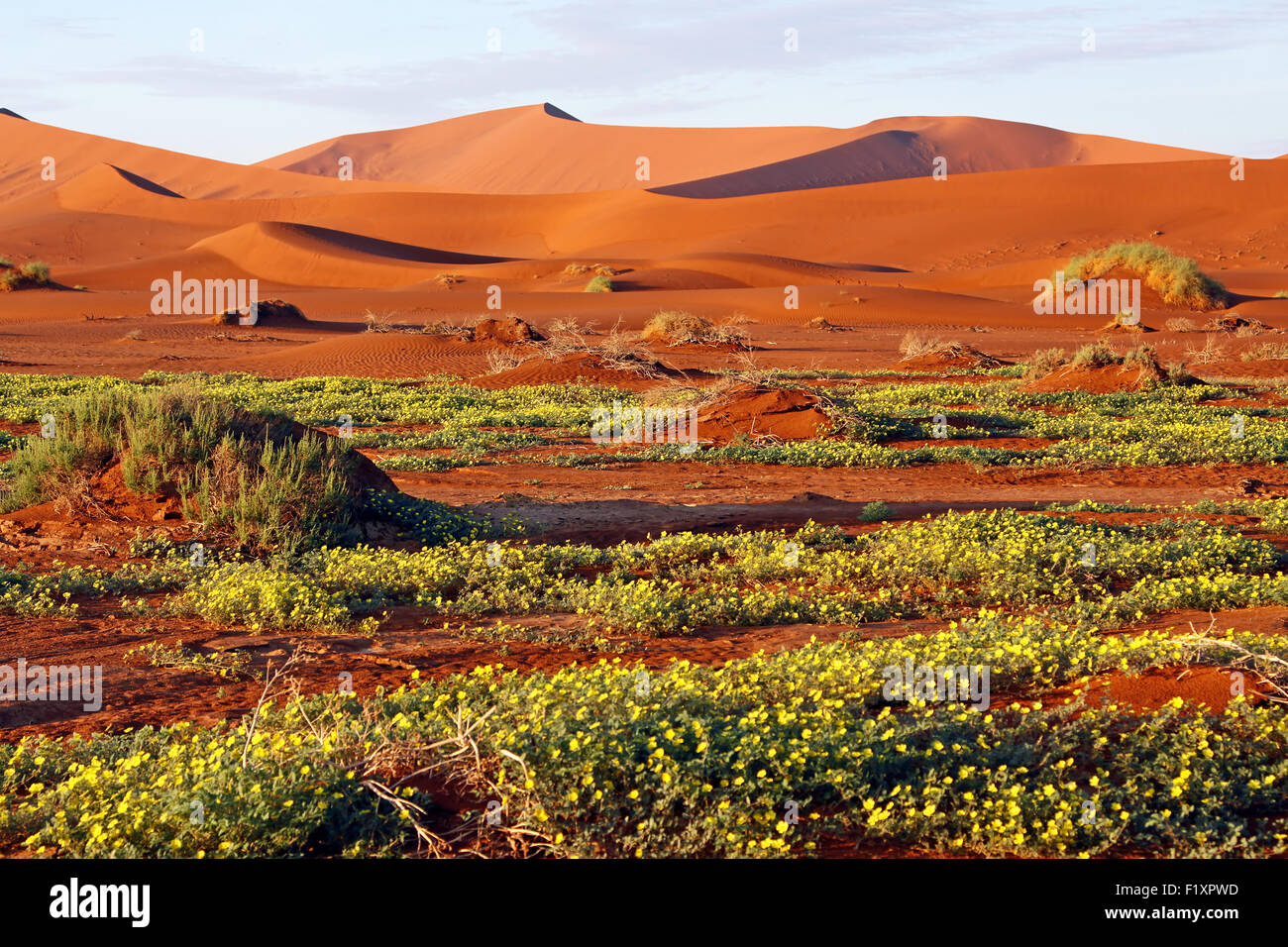 Blumen im Sossusvlei, Regen Saison, Namib-Wüste, Namibia ...