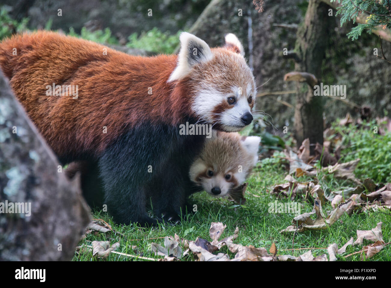 Baby rote pandas -Fotos und -Bildmaterial in hoher Auflösung – Alamy