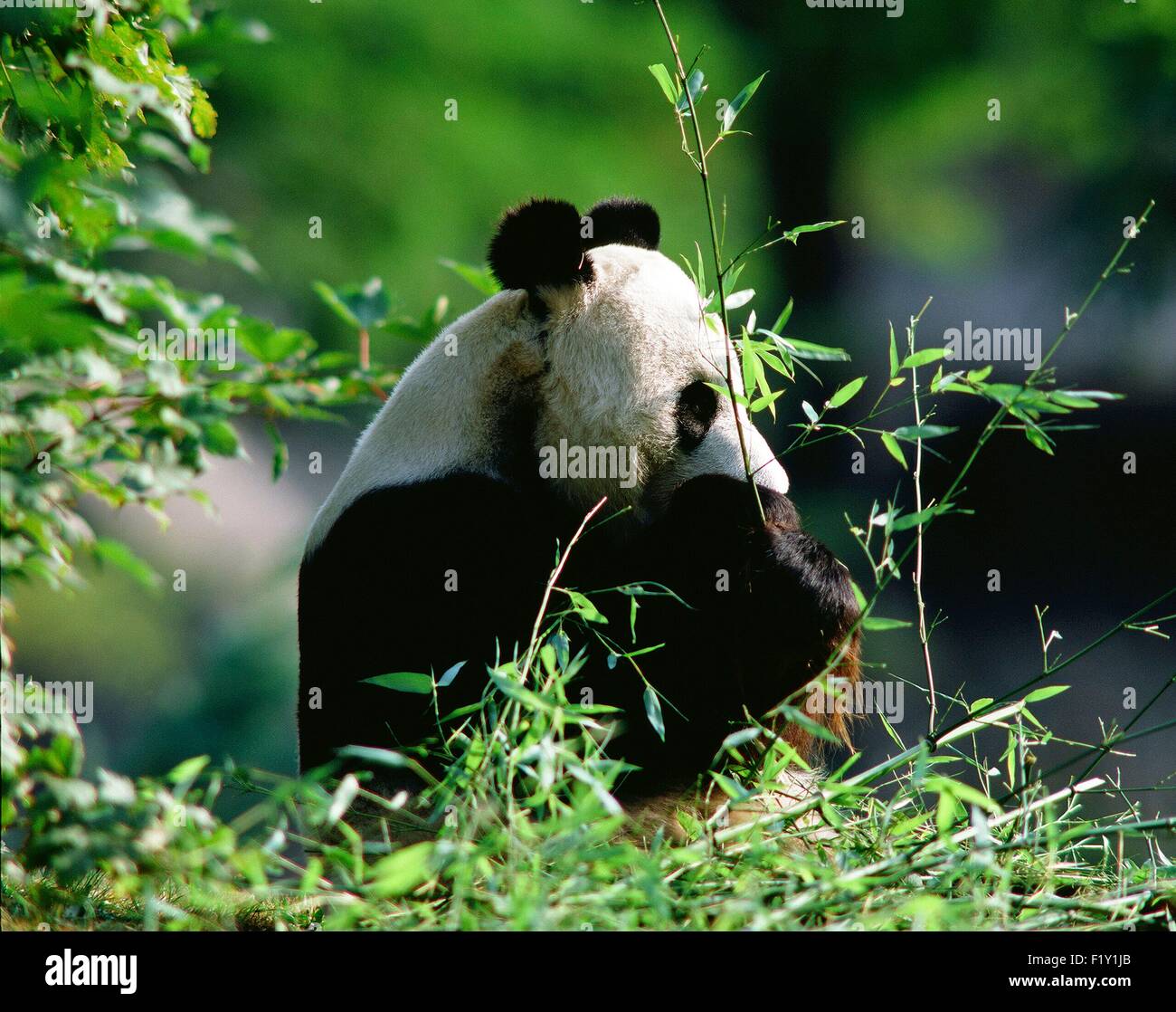 Großer Panda (Ailuropoda Melanoleuca) Essen Bambus Stockfotografie - Alamy