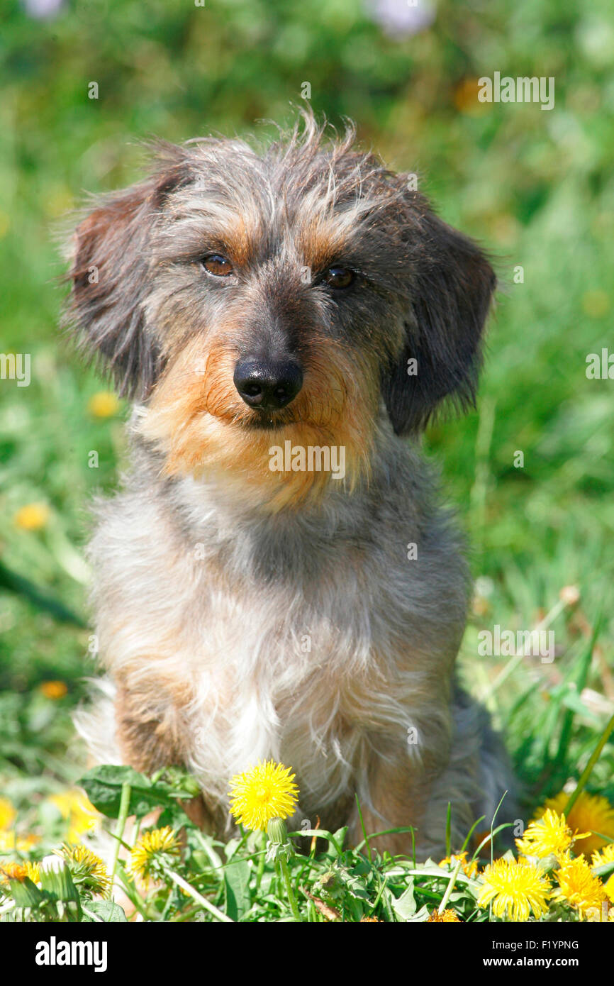 Rauhaar Dackel Erwachsenen sitzen Wiese Deutschland Stockfotografie - Alamy