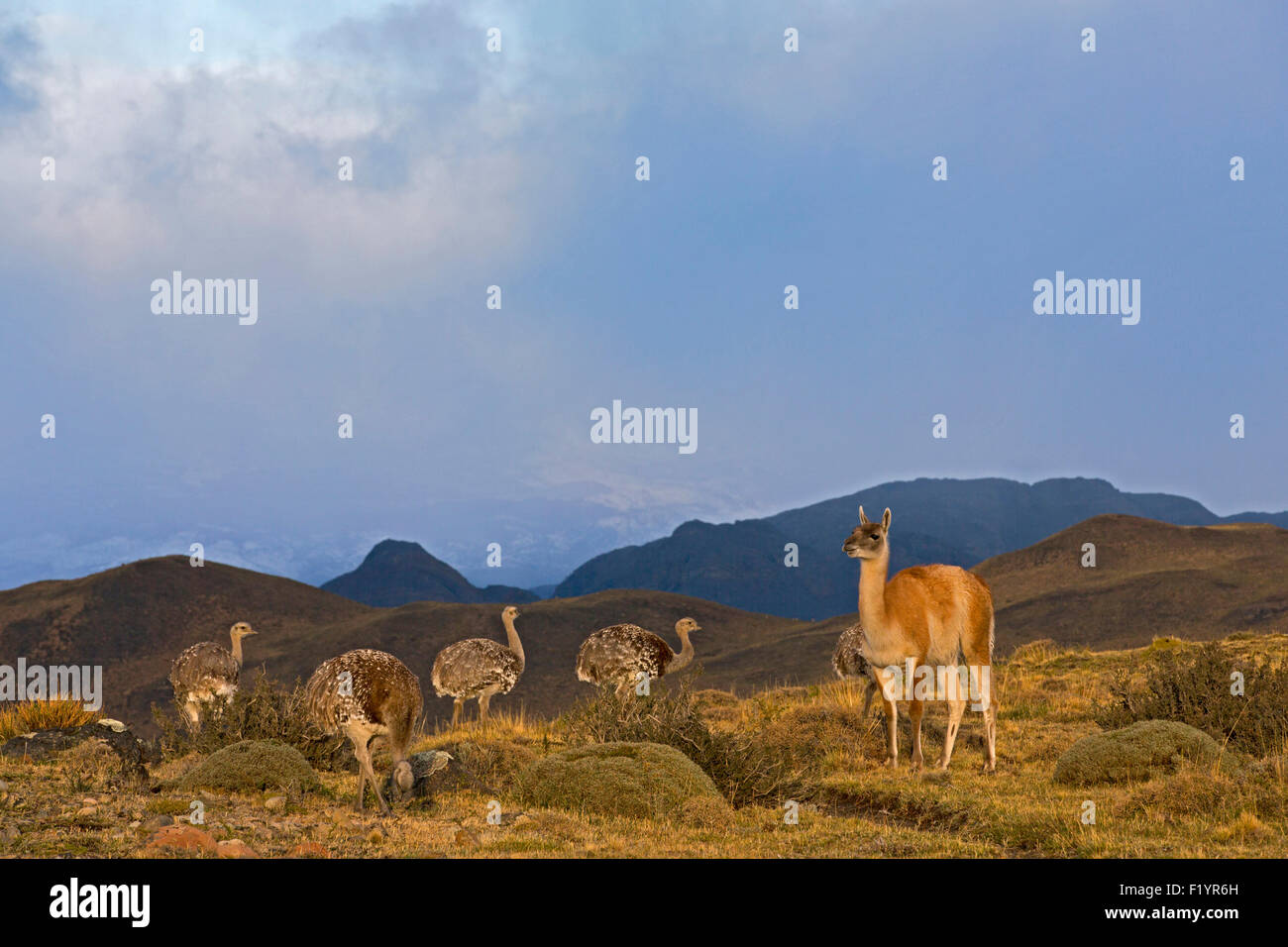 Rhea patagonia chile torres del paine vogel -Fotos und -Bildmaterial in ...