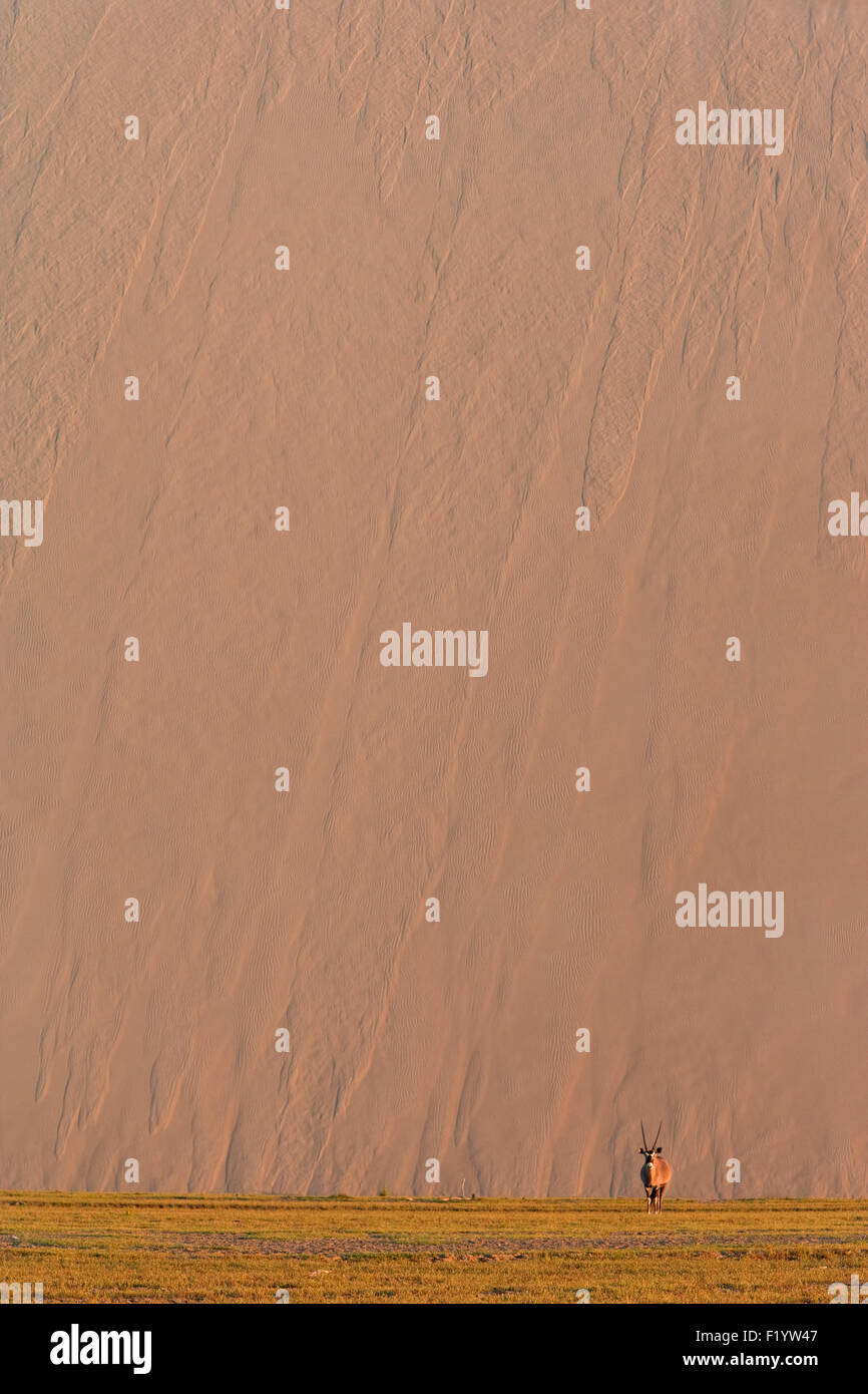 Oryx (Oryx Gazella) stehen vor eine riesige Düne Namib-Skeleton Coast ...