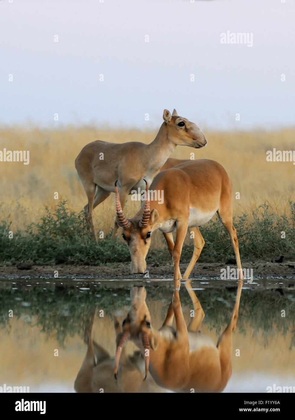 Saiga antilopen -Fotos und -Bildmaterial in hoher Auflösung – Alamy