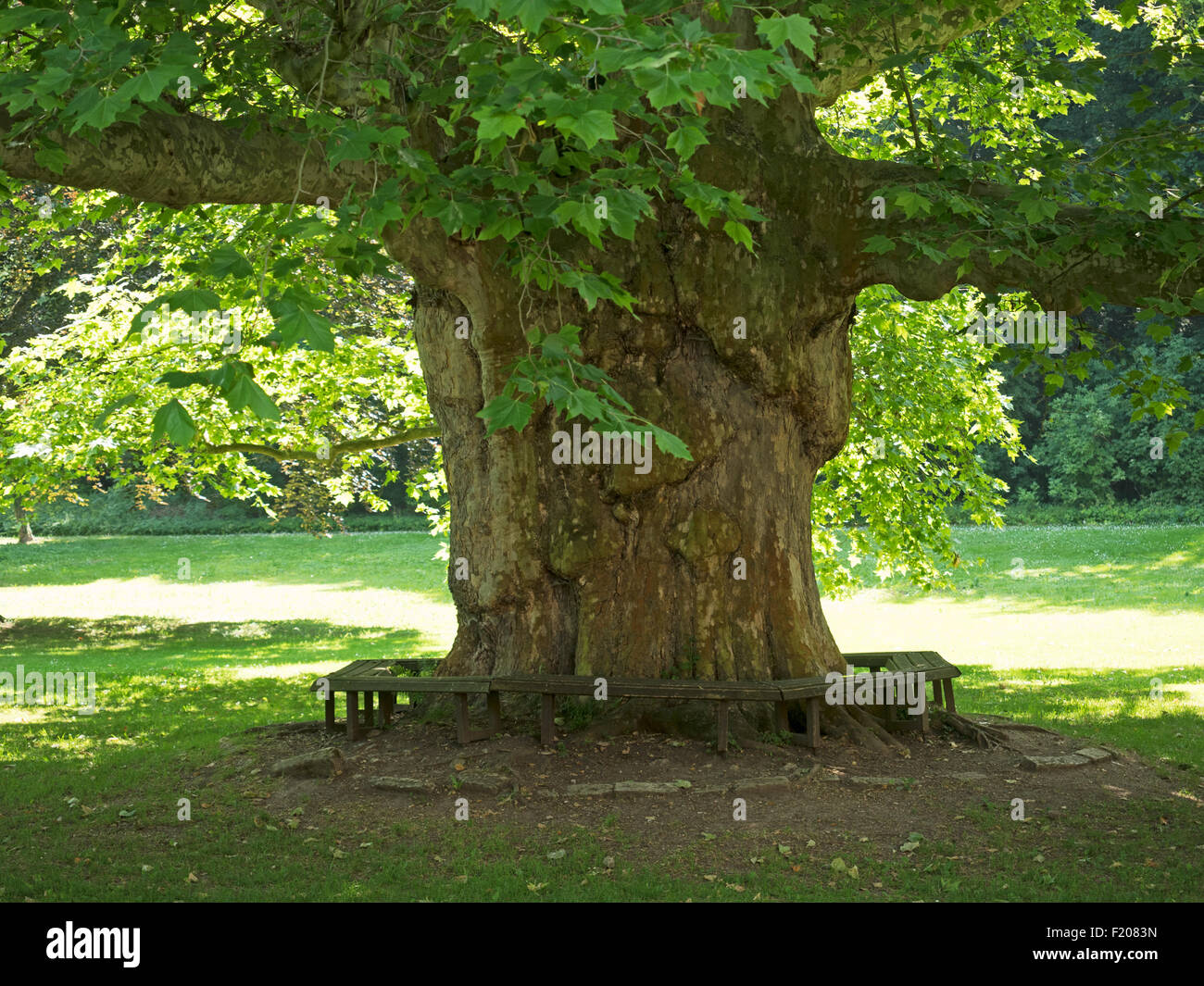 Stamm Einer Platane Mit Bank Stockfotografie - Alamy