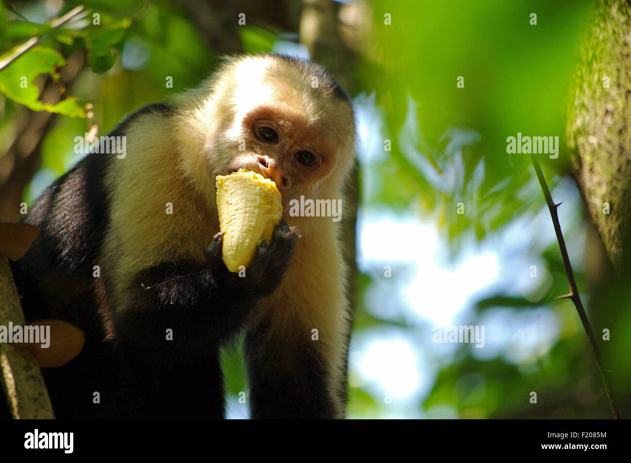 Affe, Der Eine Banane Isst Stockfotos und -bilder Kaufen - Alamy