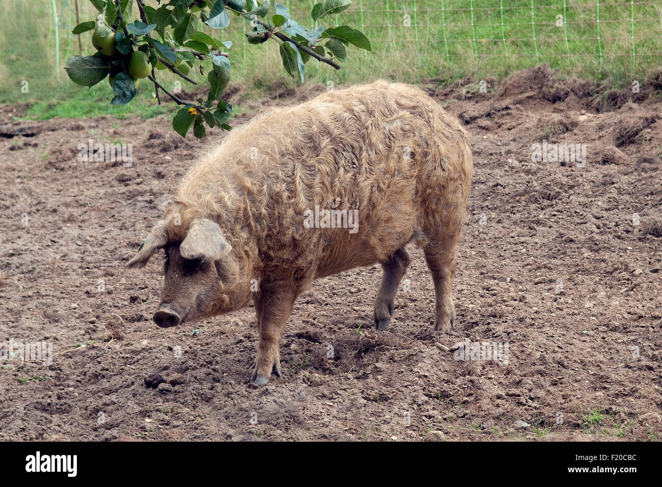 Wollschwein, Mangalica, Arche-Hof, Bedrohte, Gefaehrdet Stockfotografie ...