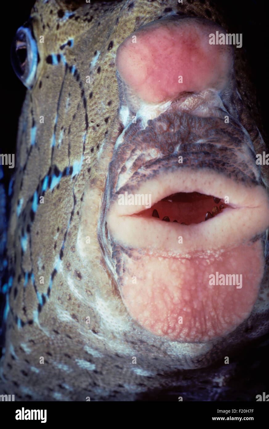Boxfish korallenriff fisch trunkfish fische -Fotos und -Bildmaterial in ...