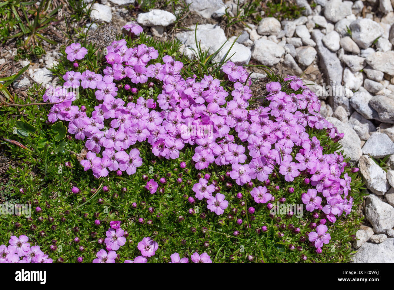 Moss campion silene acaulis alpine -Fotos und -Bildmaterial in hoher ...