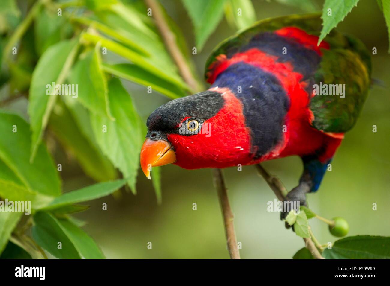 Seram lory -Fotos und -Bildmaterial in hoher Auflösung – Alamy