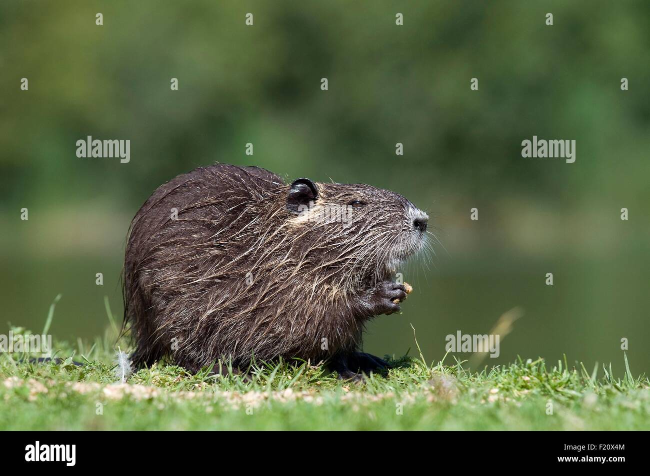 Junge nutria -Fotos und -Bildmaterial in hoher Auflösung – Alamy