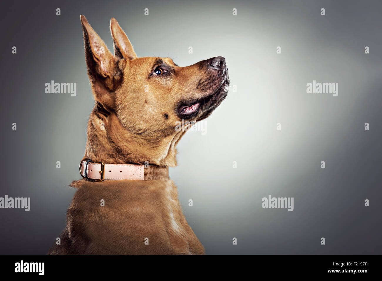 Hund Im Profil Stockfotos und -bilder Kaufen - Alamy