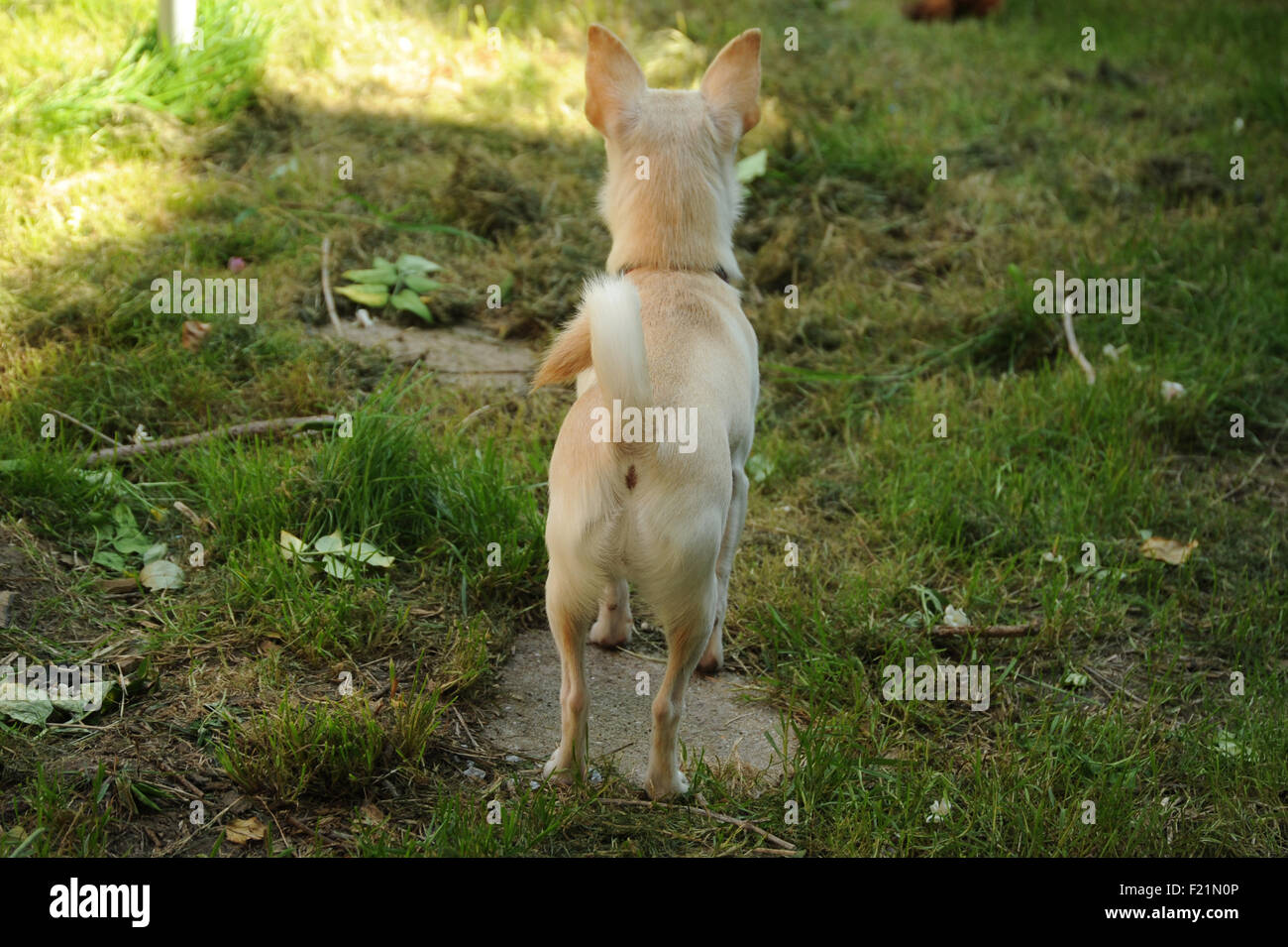 Hund von hinten -Fotos und -Bildmaterial in hoher Auflösung – Alamy
