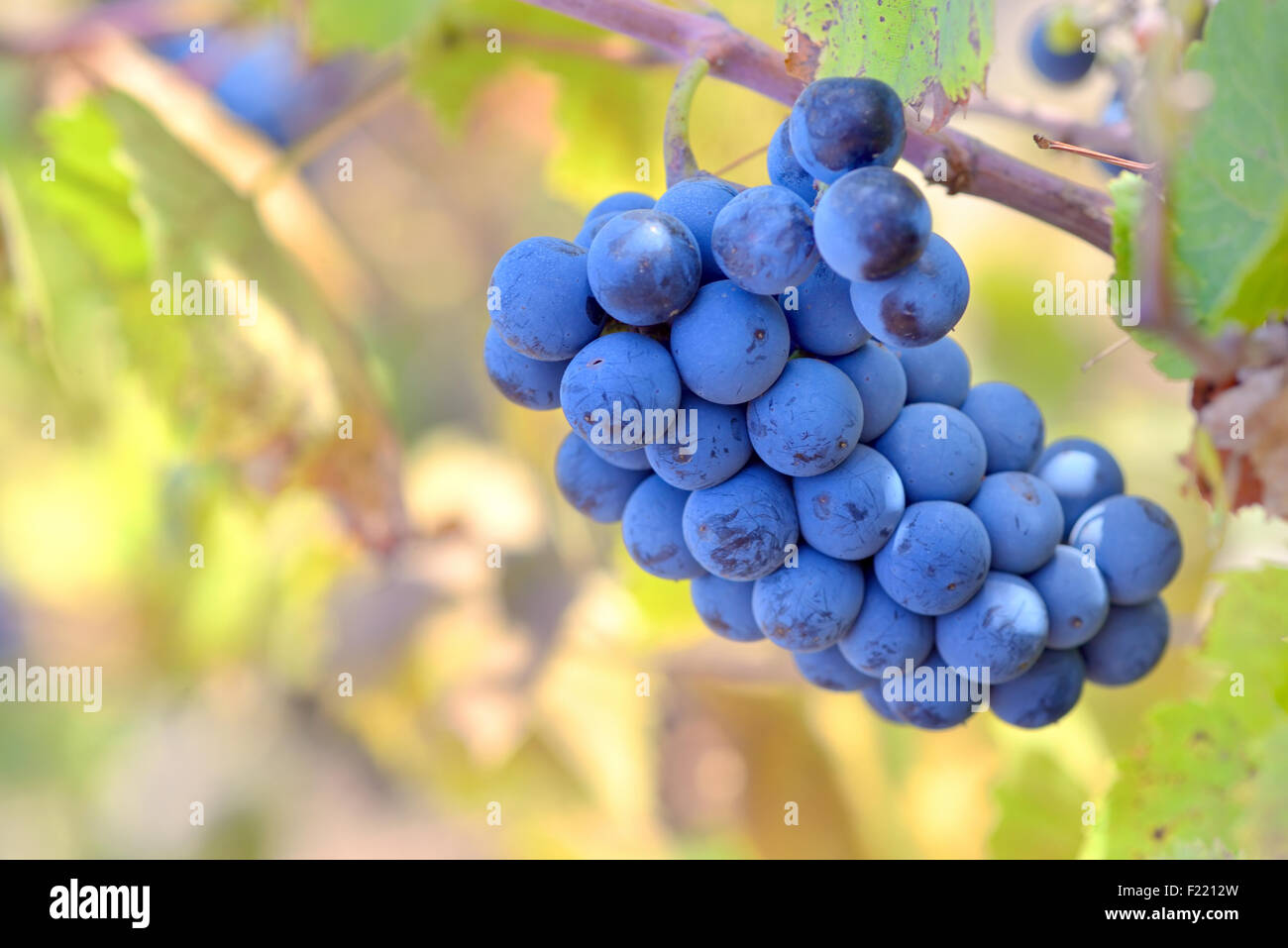 Grapes vine wild -Fotos und -Bildmaterial in hoher Auflösung – Alamy