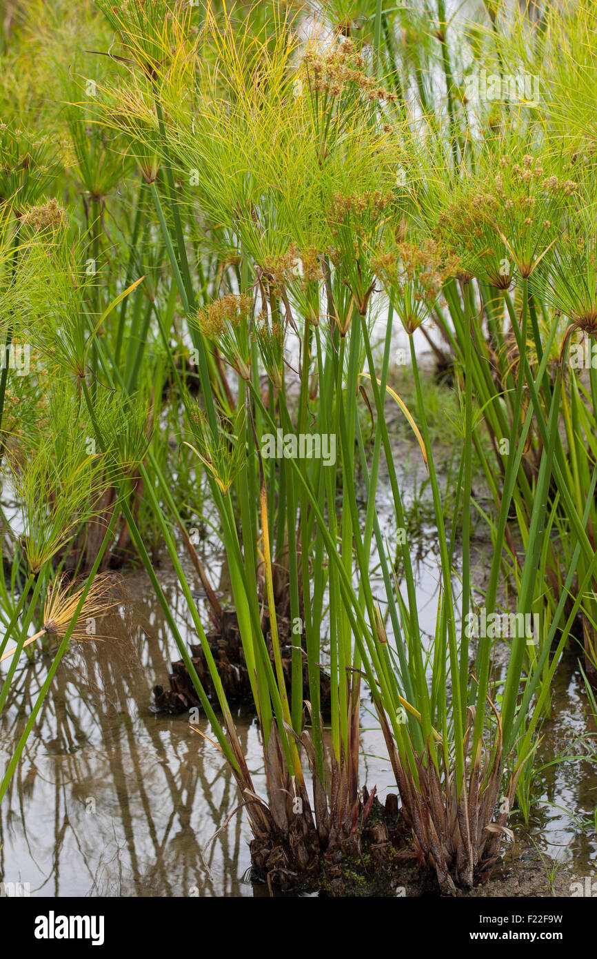 Reeds and papyrus - gertstate