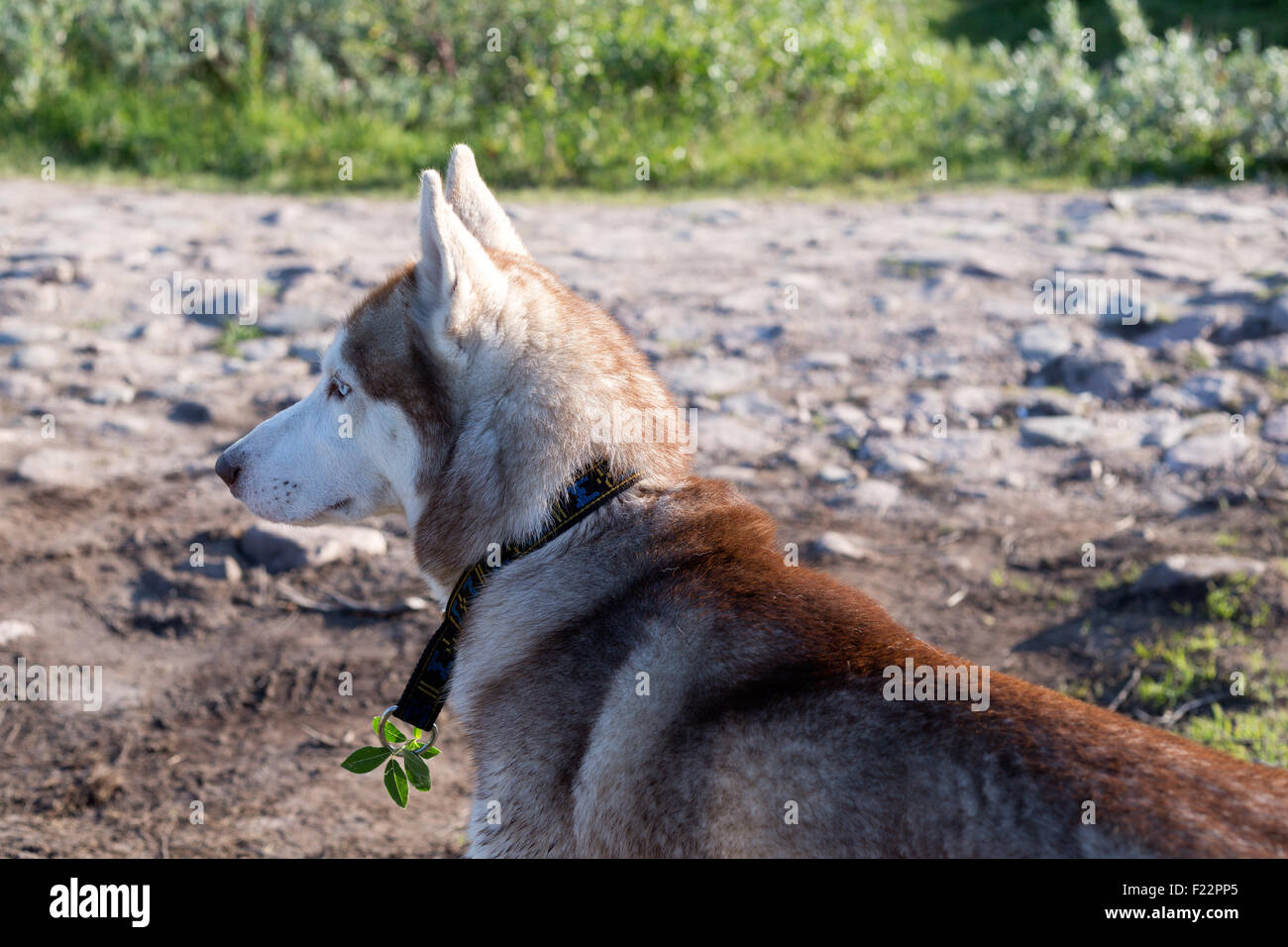 Husky Hund Portrait im Profil auf die Natur Stockfotografie - Alamy
