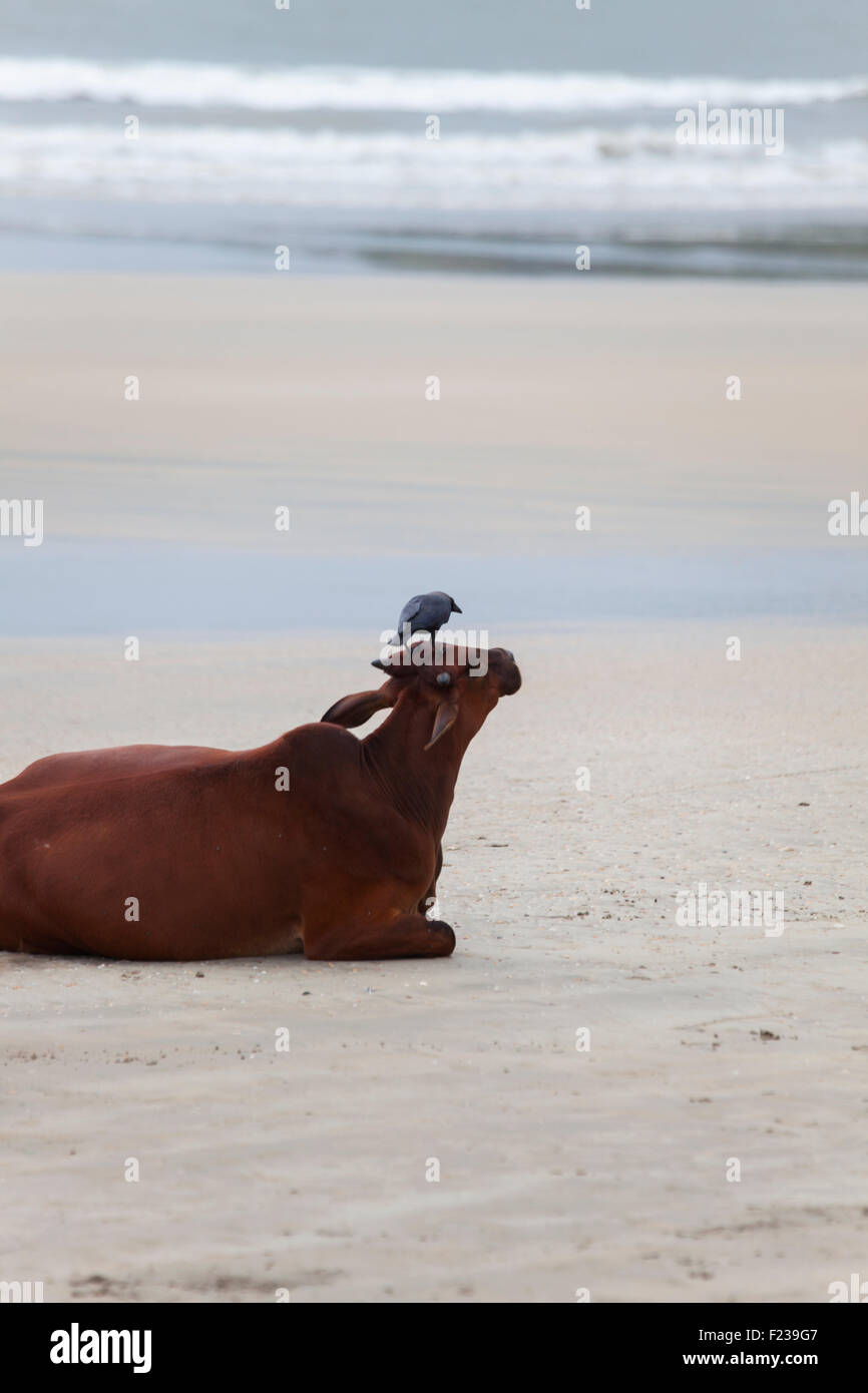 Heilige kuh am strand -Fotos und -Bildmaterial in hoher Auflösung – Alamy