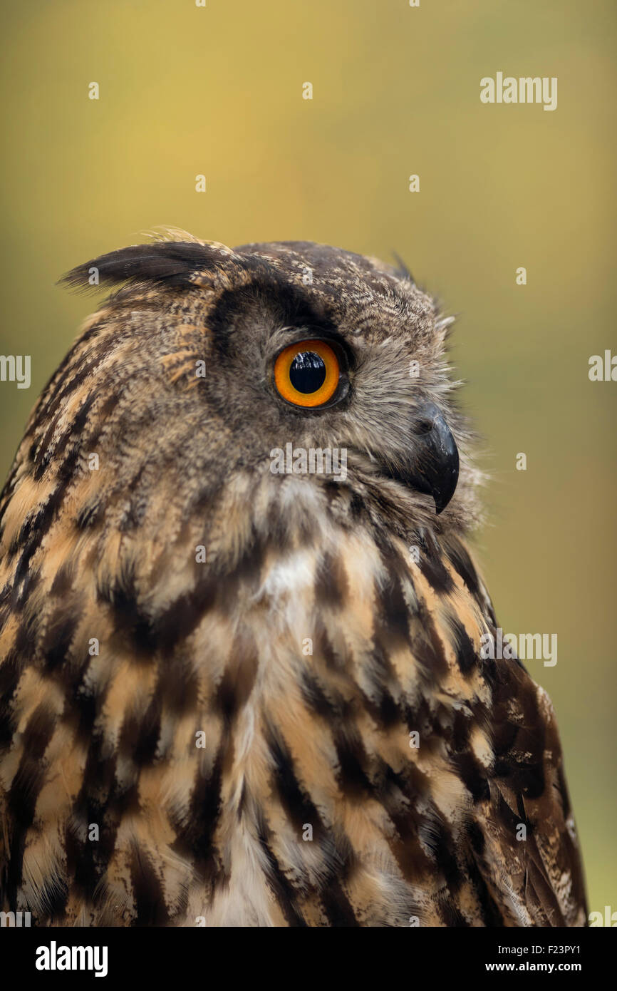 Aufrecht vertikal klarer text space wonderfulearth -Fotos und ...