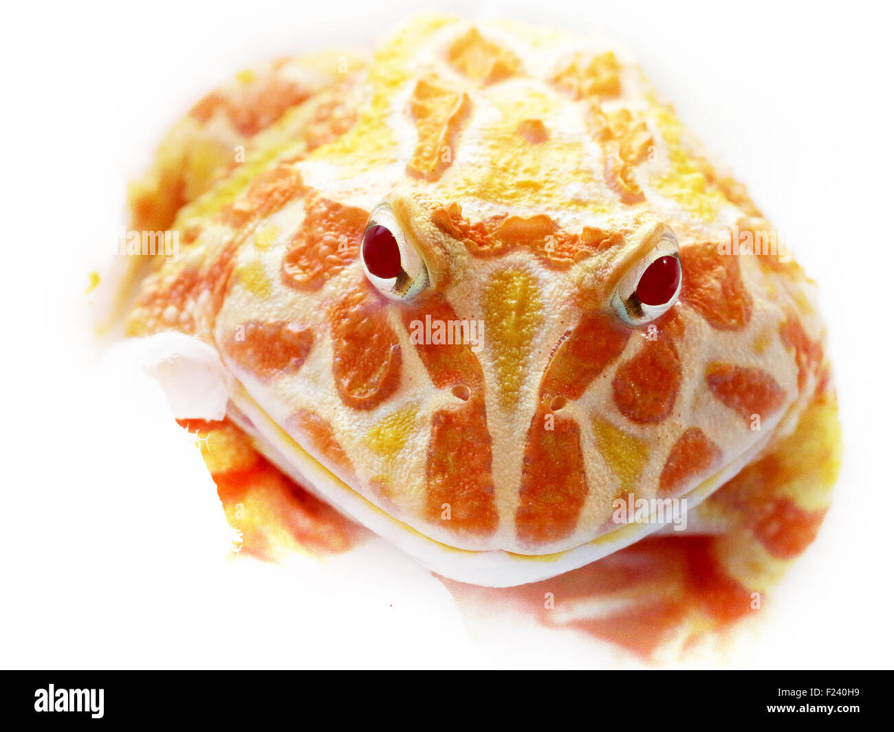 Pacman frog (ceratophrys ornata) -Fotos und -Bildmaterial in hoher ...