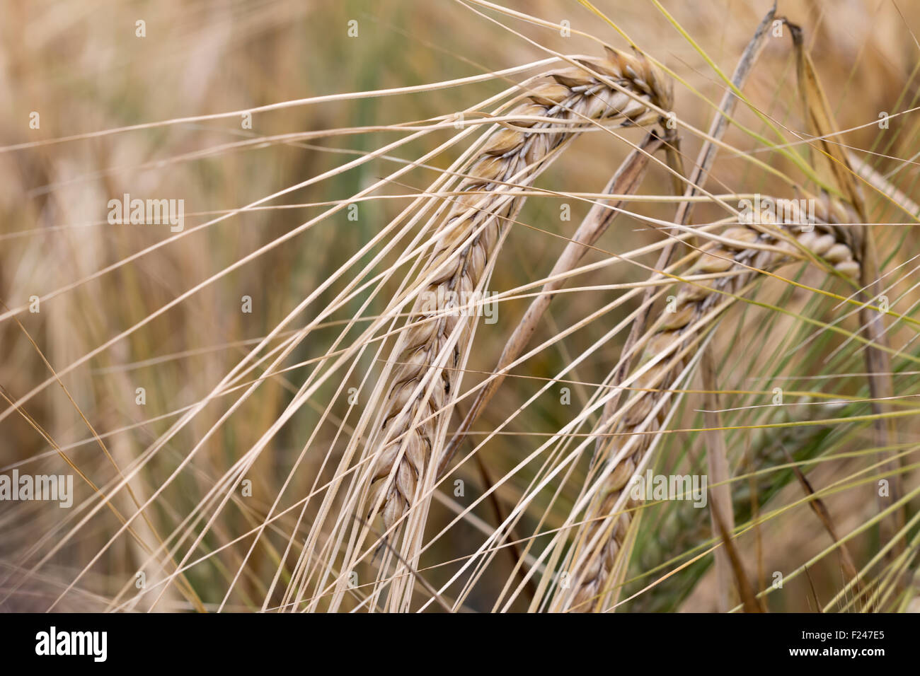 Getreidekorn gerste -Fotos und -Bildmaterial in hoher Auflösung – Alamy