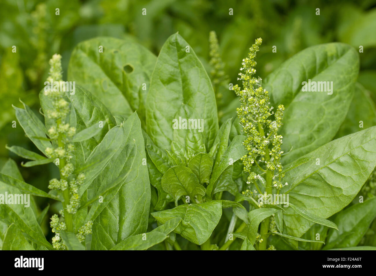 Gemuse spinat -Fotos und -Bildmaterial in hoher Auflösung – Alamy