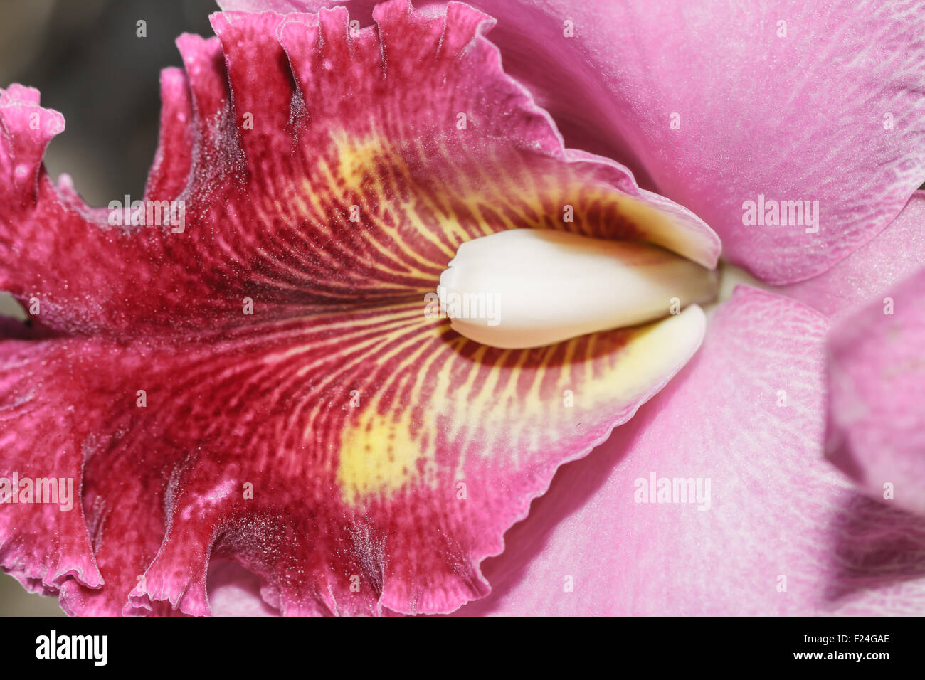 Ruby Lipped Cattleya Stockfotos und -bilder Kaufen - Alamy