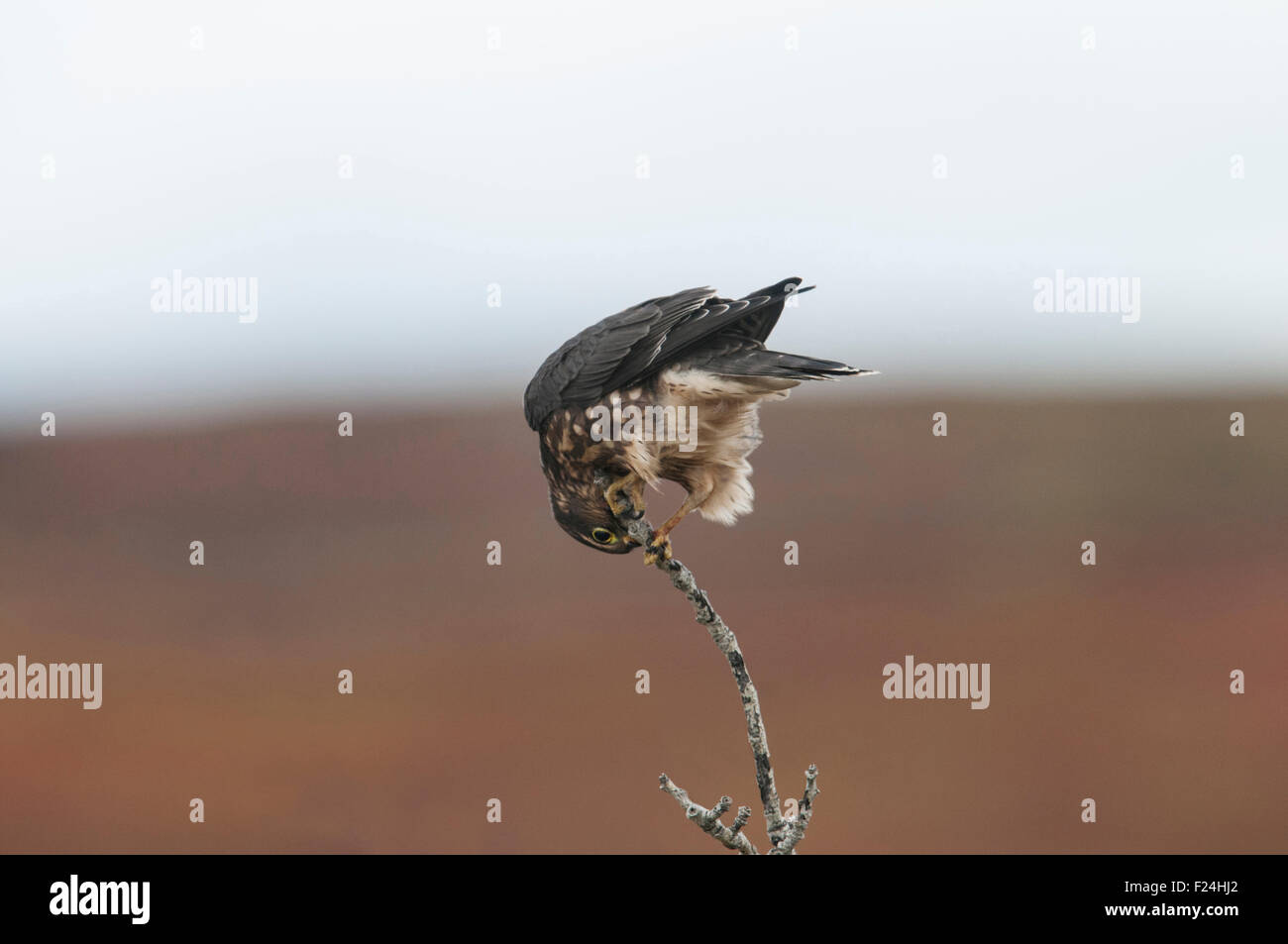 Merlin vogel -Fotos und -Bildmaterial in hoher Auflösung – Alamy