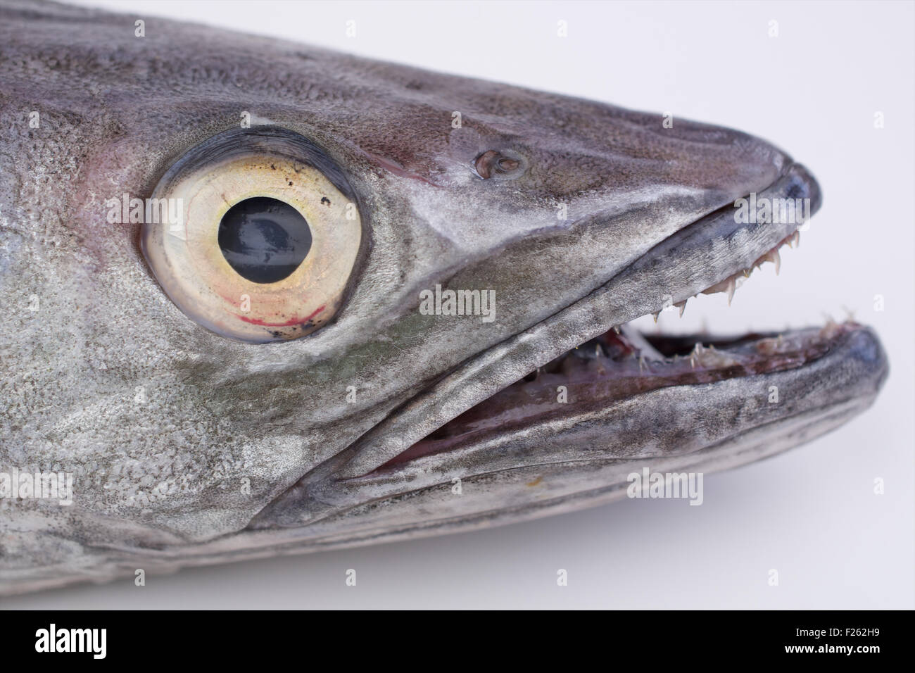 Seehecht fisch -Fotos und -Bildmaterial in hoher Auflösung – Alamy