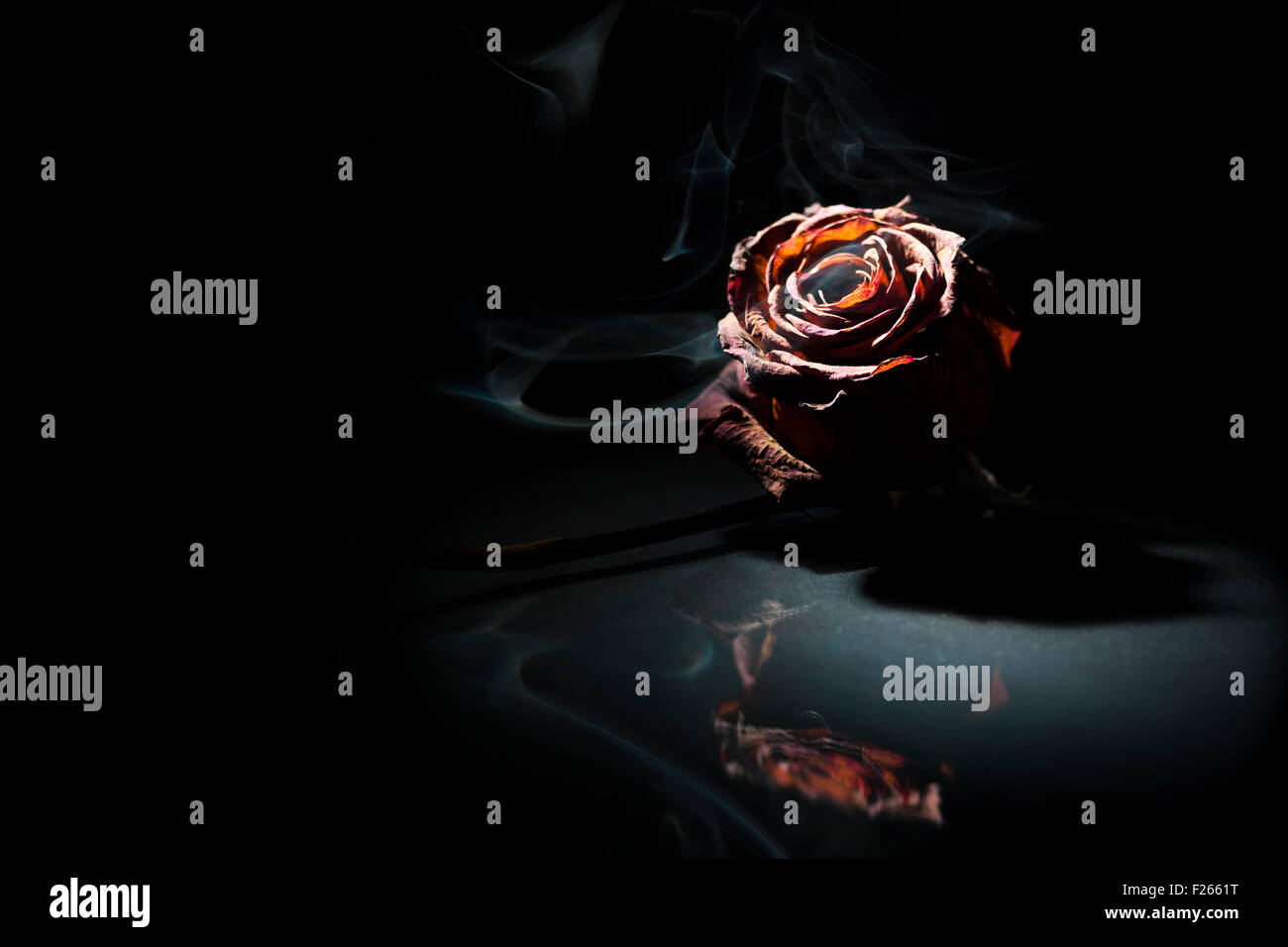 Nahaufnahme von einer getrockneten roten rose vor schwarzem Hintergrund ...