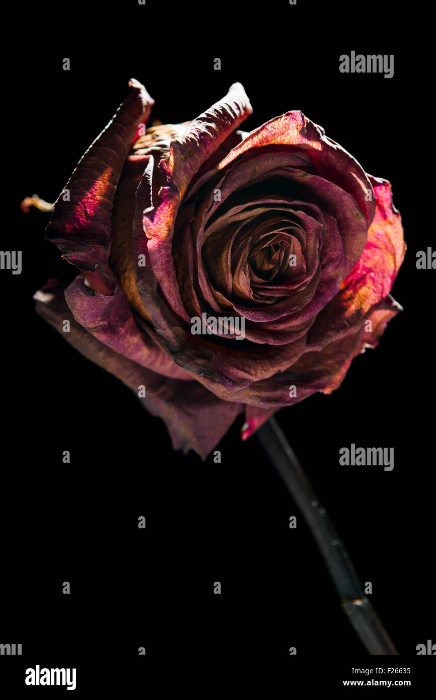 Botanische aufnahme -Fotos und -Bildmaterial in hoher Auflösung – Alamy