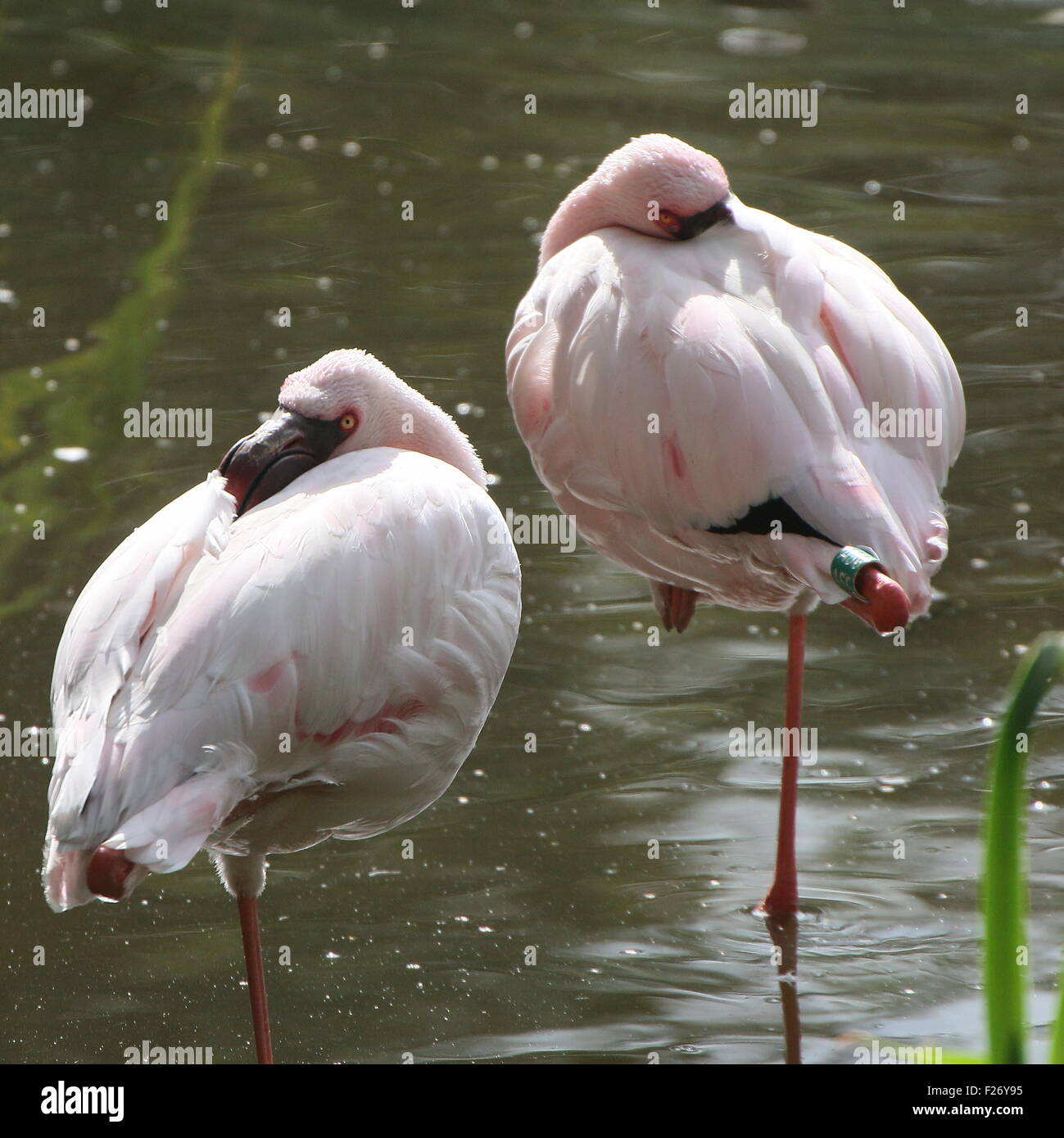 Flamant Nain Stockfotos und -bilder Kaufen - Alamy