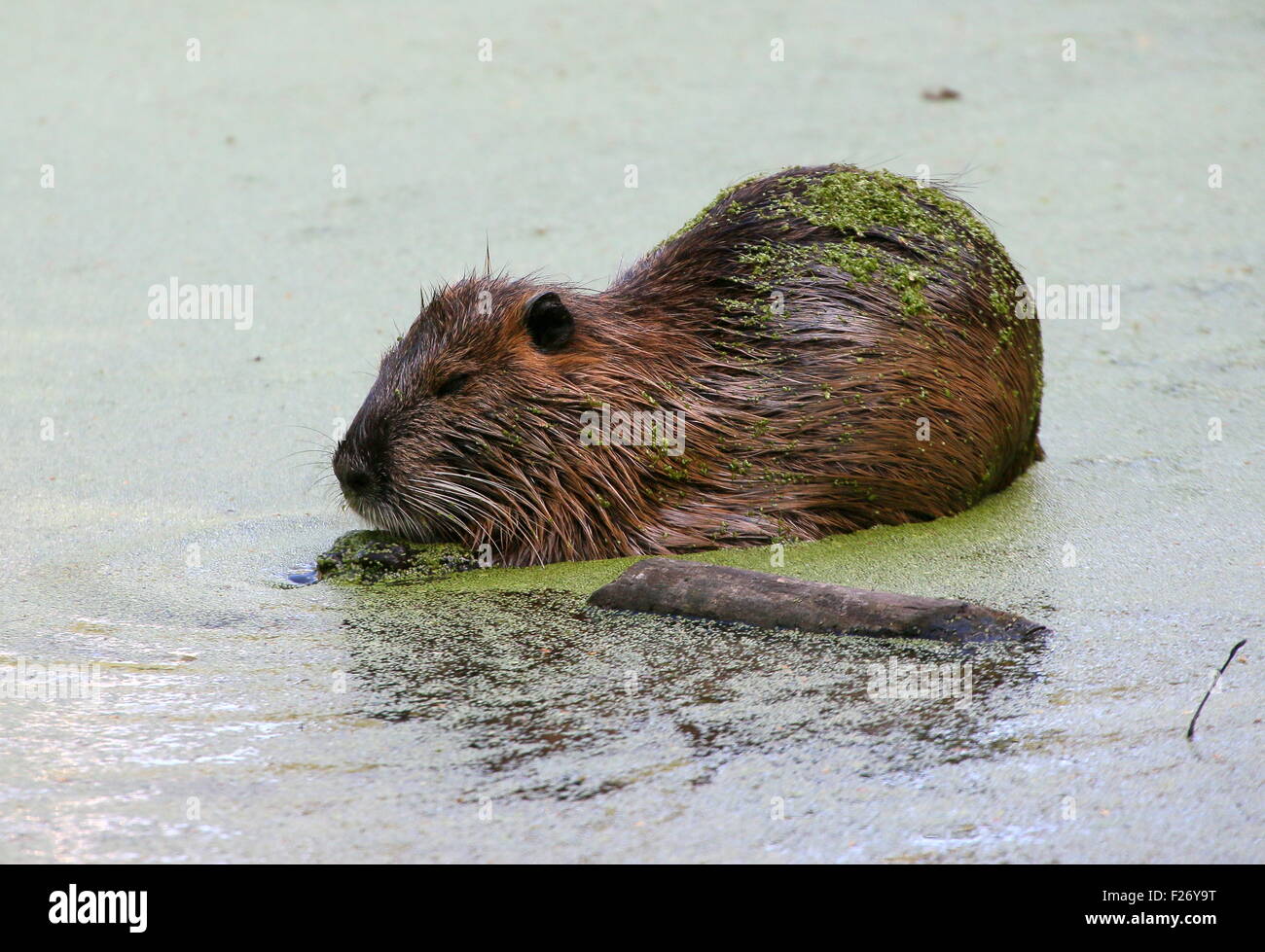 South American Nutrias oder River Ratte (Biber brummeln) bedeckt in ...
