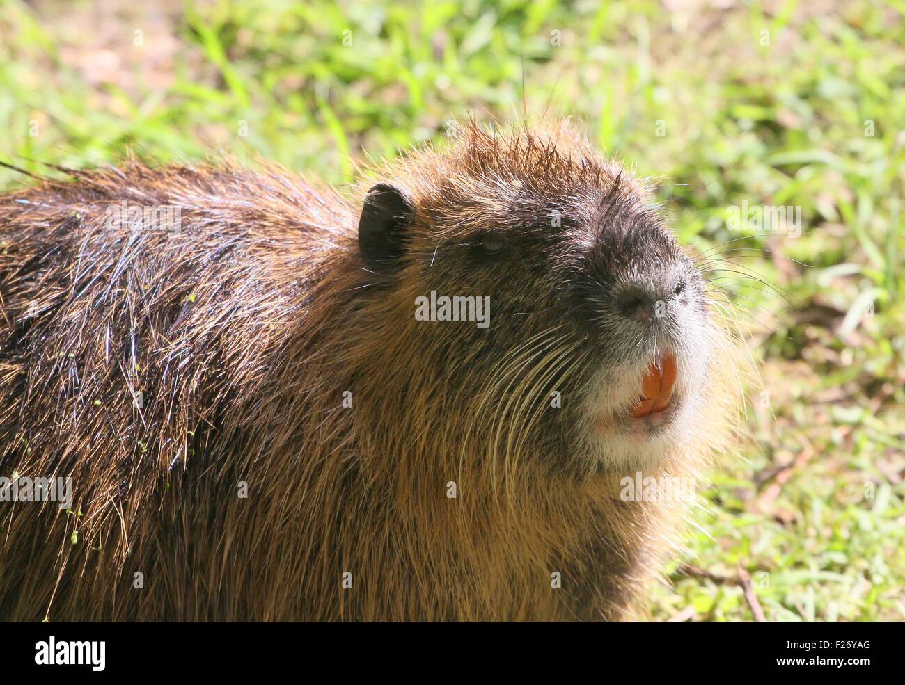 Nutria roedora -Fotos und -Bildmaterial in hoher Auflösung – Alamy