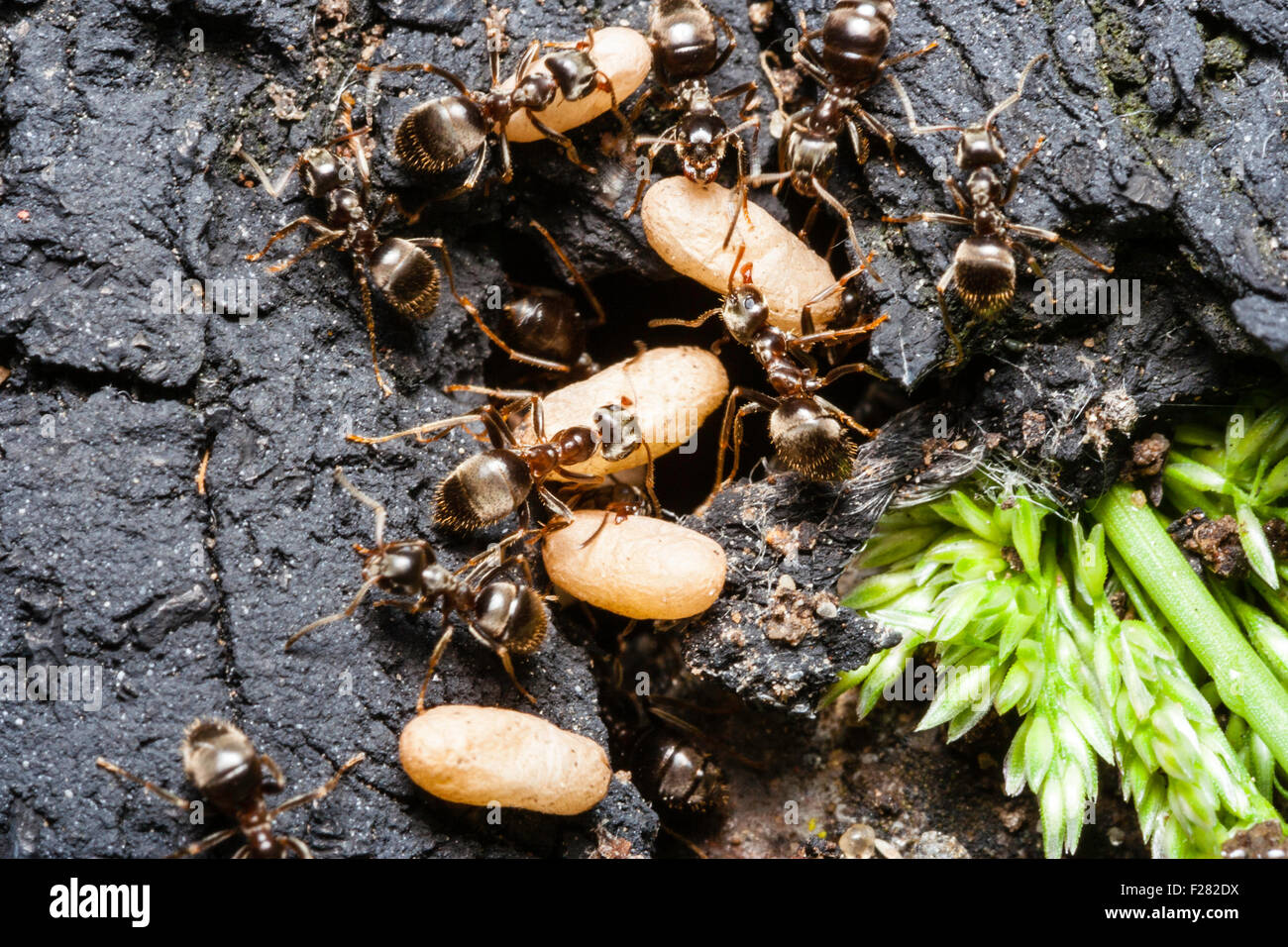 Lasius niger nest -Fotos und -Bildmaterial in hoher Auflösung – Alamy