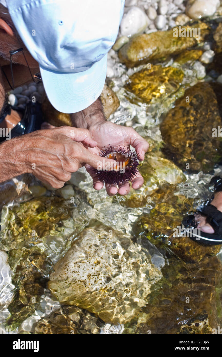 Seeigel essen -Fotos und -Bildmaterial in hoher Auflösung – Alamy