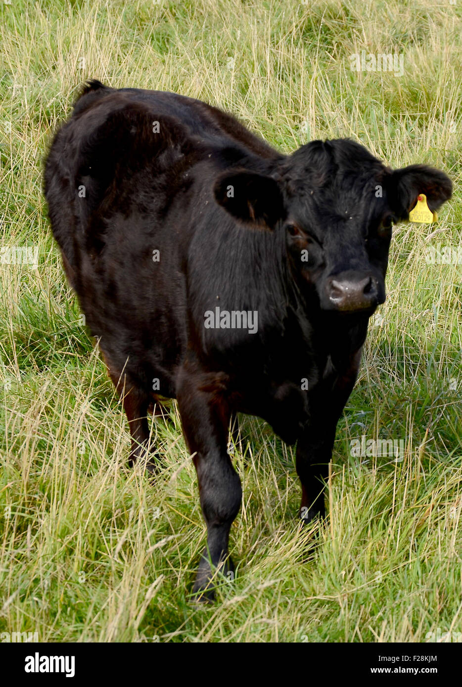 Angus der stier -Fotos und -Bildmaterial in hoher Auflösung – Alamy