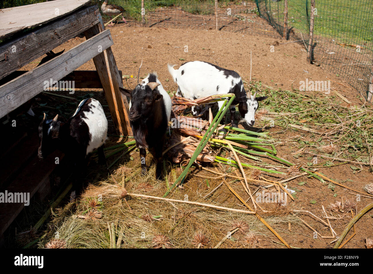 Alpensteinbock Capra Steinbock In Felswand Stockfotos und -bilder ...
