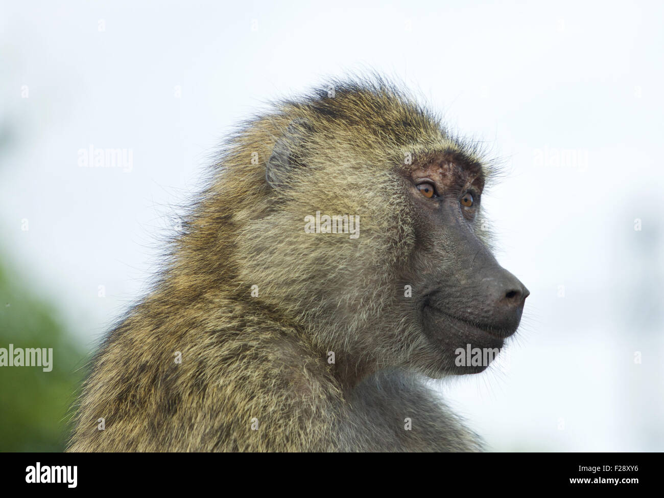 Pavian hautnah -Fotos und -Bildmaterial in hoher Auflösung – Alamy