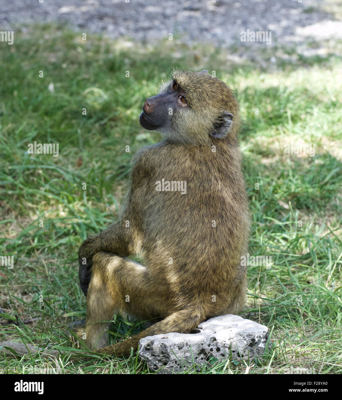 Pavian lustig -Fotos und -Bildmaterial in hoher Auflösung – Alamy