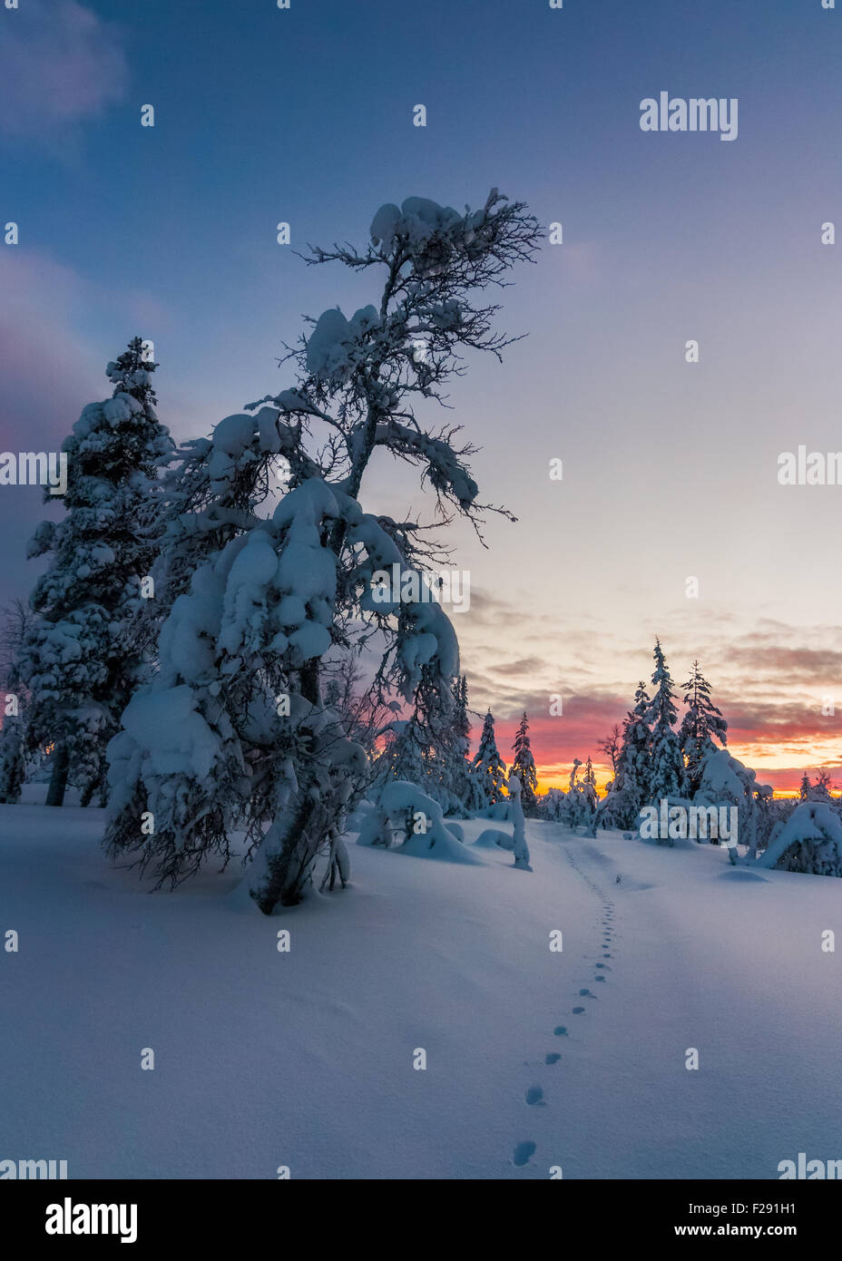 Rotfuchs spur schnee -Fotos und -Bildmaterial in hoher Auflösung – Alamy
