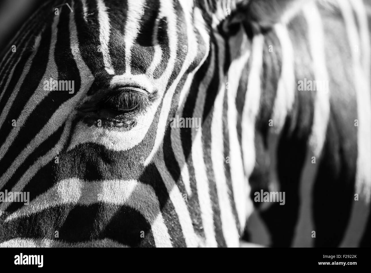 Zebra Auge Stockfotos und -bilder Kaufen - Alamy