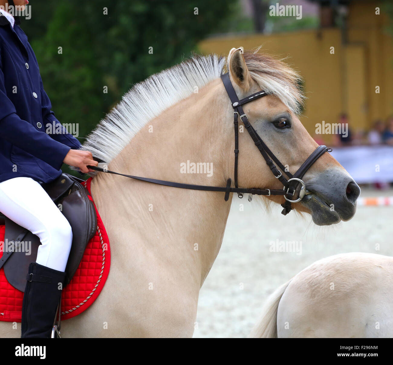 Kopfschuss von einem norwegischen Fjord Rasse Dressurpferd ...