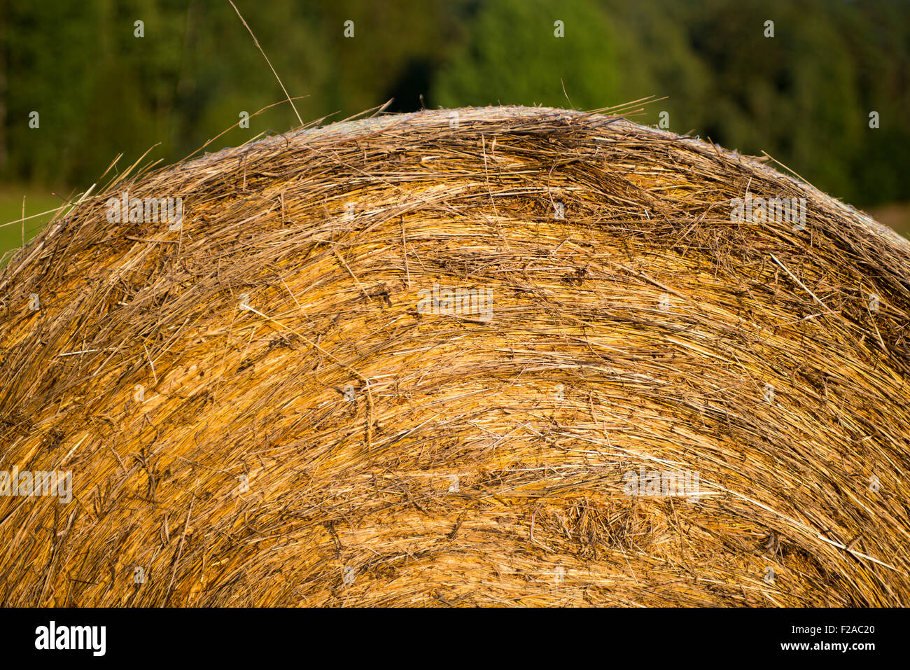 Heu hintergrund -Fotos und -Bildmaterial in hoher Auflösung – Alamy