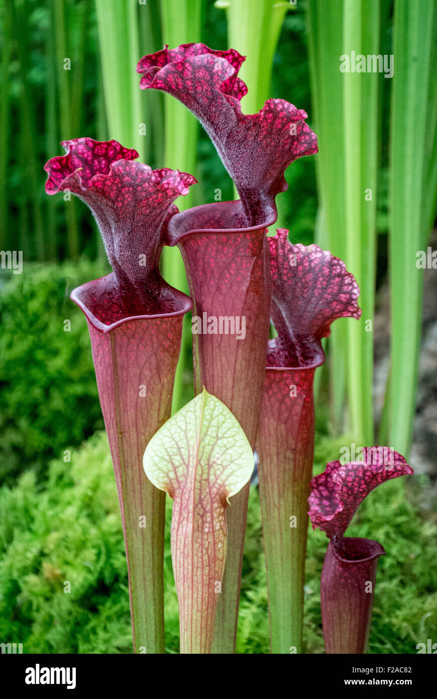 Sarracenia cv judith -Fotos und -Bildmaterial in hoher Auflösung – Alamy