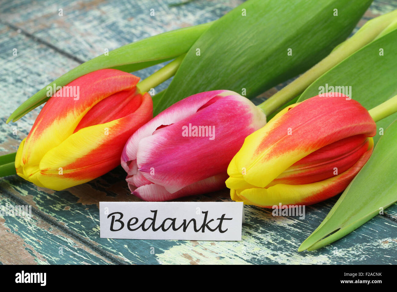 Bedankt (d.h. danke in niederländischer Sprache) mit bunten Tulpen ...