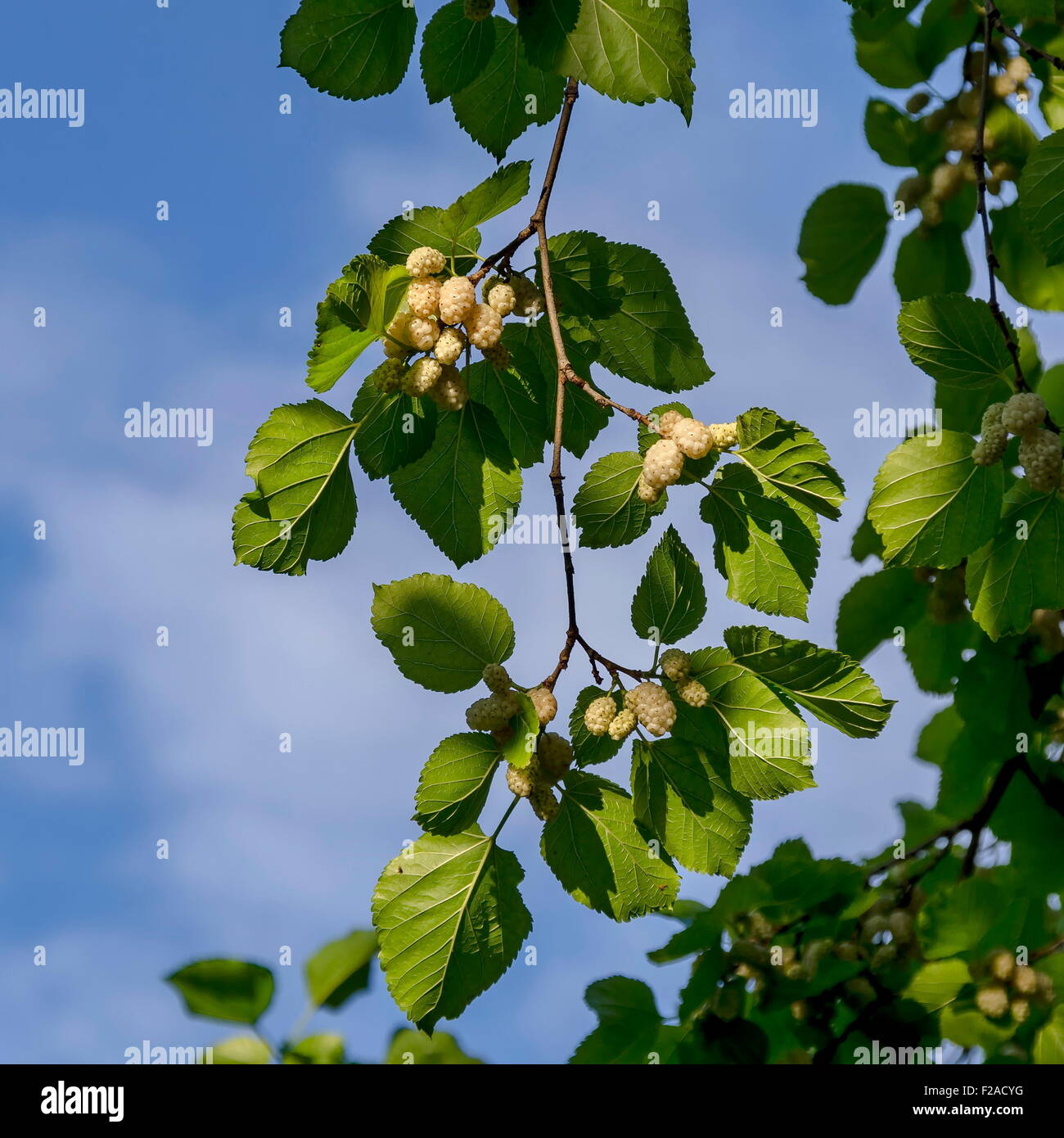 Maulbeerbaum baum -Fotos und -Bildmaterial in hoher Auflösung – Alamy
